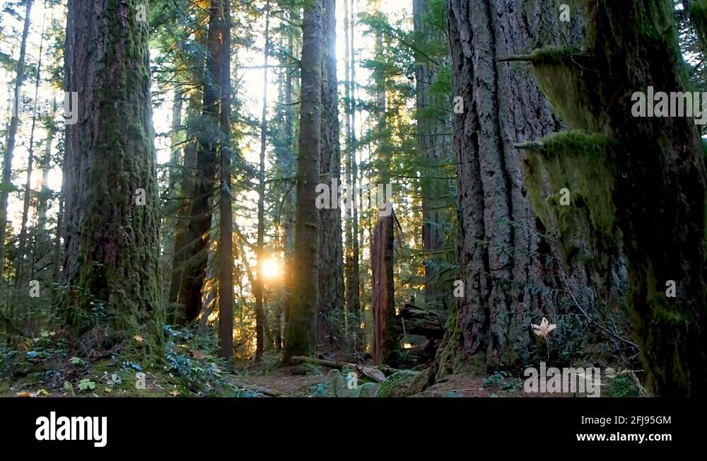 Bc forest sunset Stock Videos & Footage - HD and 4K Video Clips - Alamy