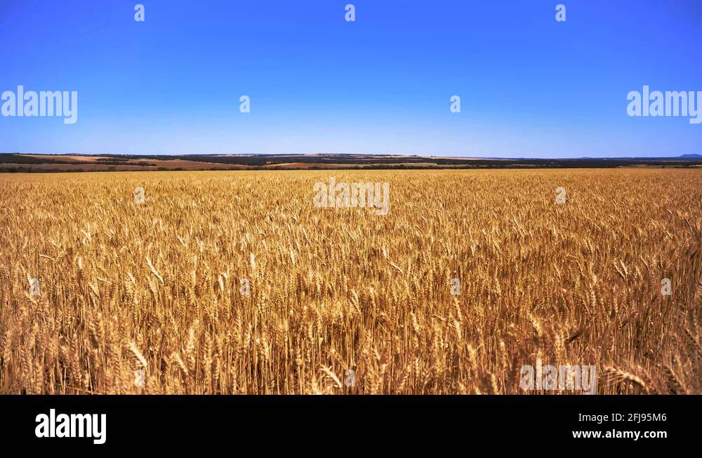 Australian wheat Stock Videos & Footage - HD and 4K Video Clips - Alamy