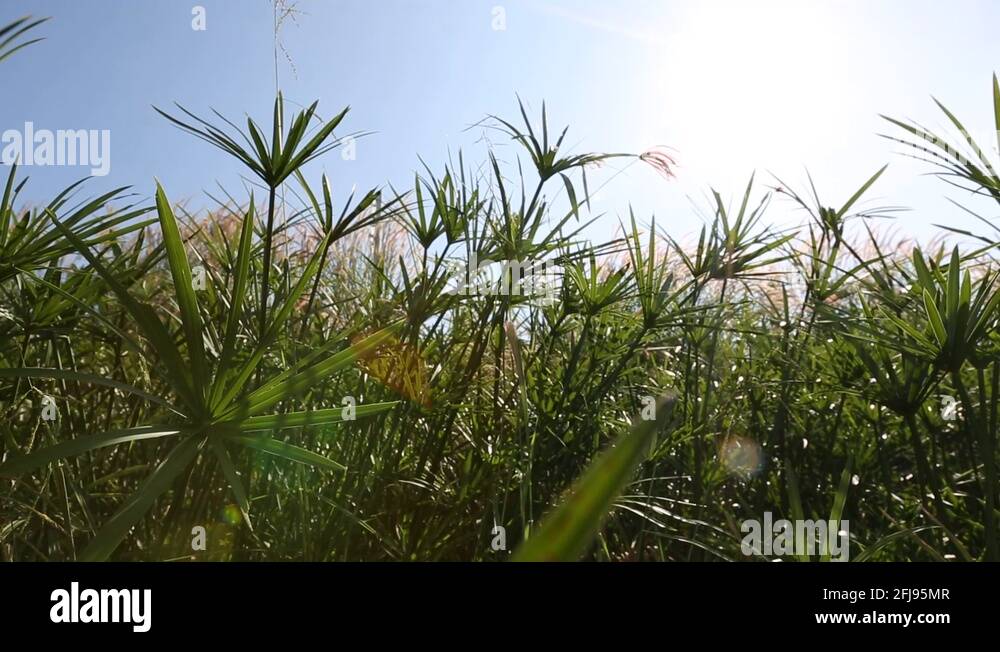 Papyrus marsh Stock Videos & Footage - HD and 4K Video Clips - Alamy