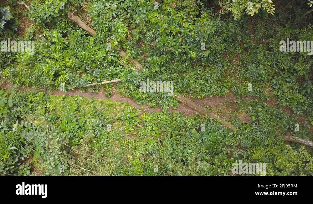 Cameroon forest tree Stock Videos & Footage - HD and 4K Video Clips - Alamy
