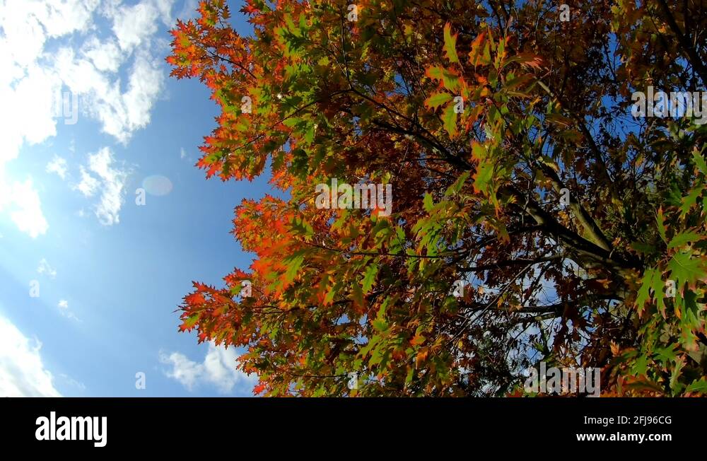 Colorful oak tree Stock Videos & Footage - HD and 4K Video Clips - Alamy