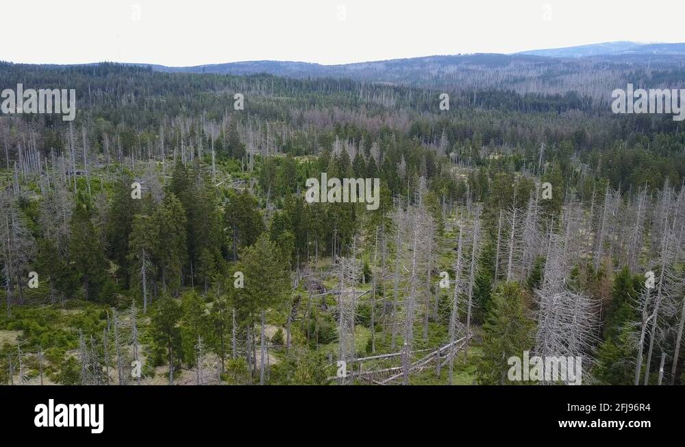 Dead forest bottom mountain Stock Videos & Footage - HD and 4K Video ...