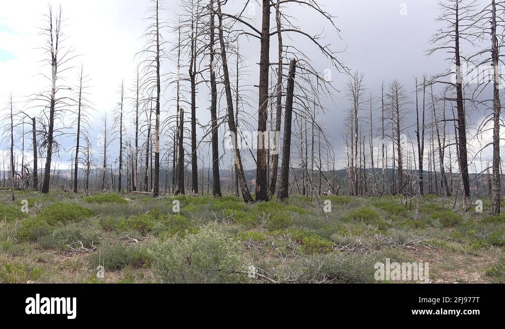 Fire damaged trees Stock Videos & Footage - HD and 4K Video Clips - Alamy