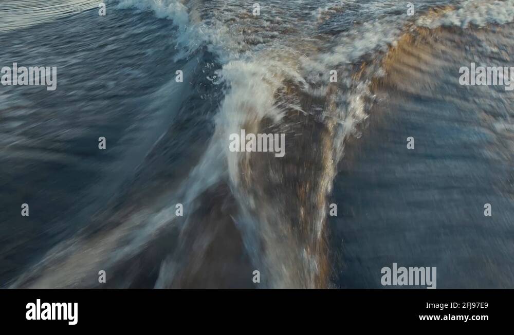 Roaster tail Stock Videos & Footage - HD and 4K Video Clips - Alamy