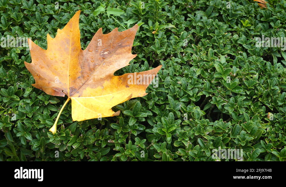 Leaf of hedge Stock Videos & Footage - HD and 4K Video Clips - Alamy