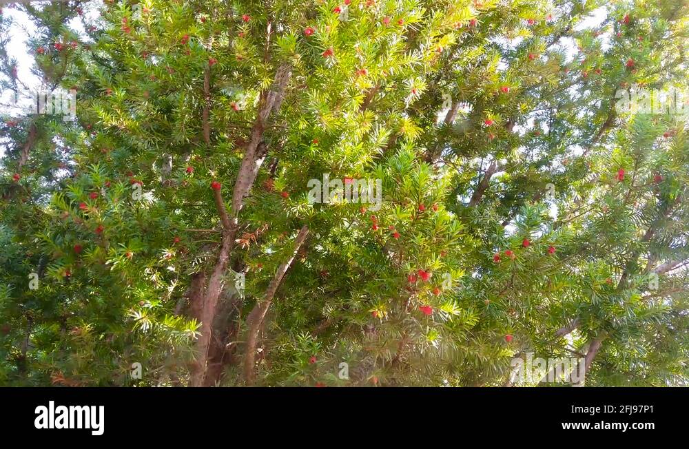 Yew tree with fruits Stock Videos & Footage - HD and 4K Video Clips - Alamy