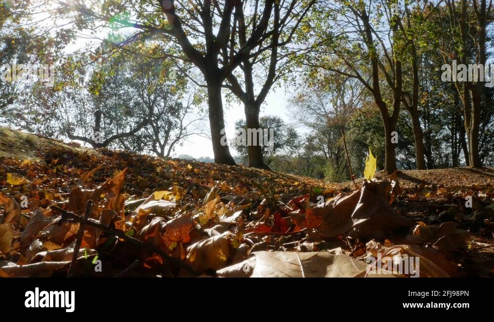 Fallen leaf on the forest floor Stock Videos & Footage - HD and 4K ...