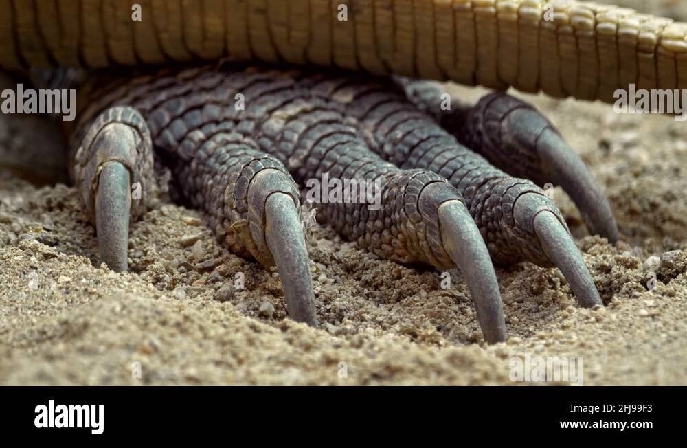 Sharp claw Stock Videos & Footage - HD and 4K Video Clips - Alamy