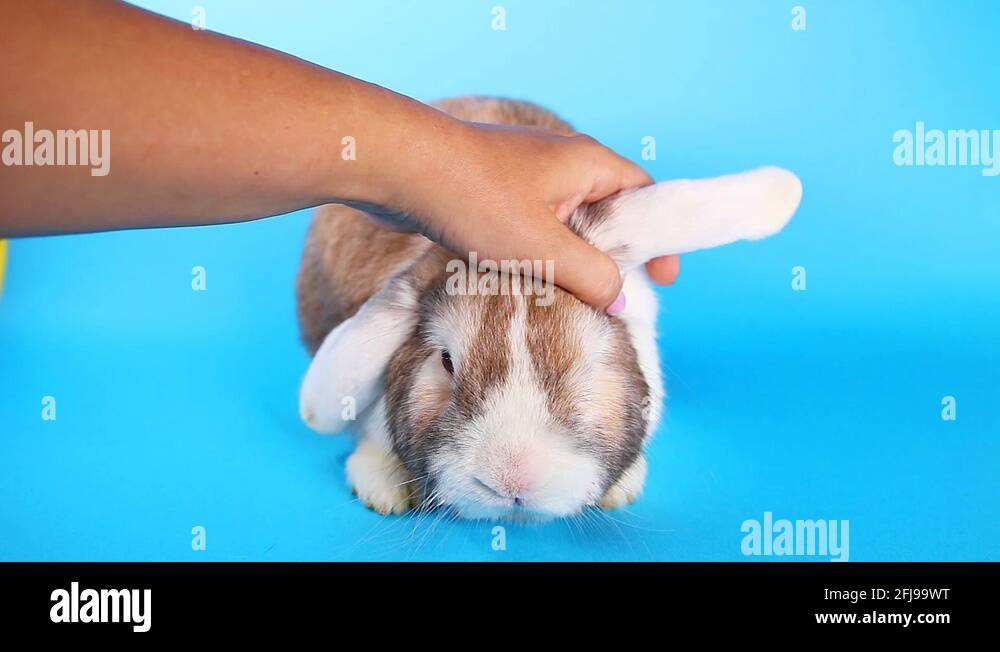 Petting rabbit Stock Videos & Footage - HD and 4K Video Clips - Alamy
