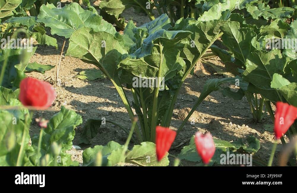 Turnip kohlrabi Stock Videos & Footage - HD and 4K Video Clips - Alamy