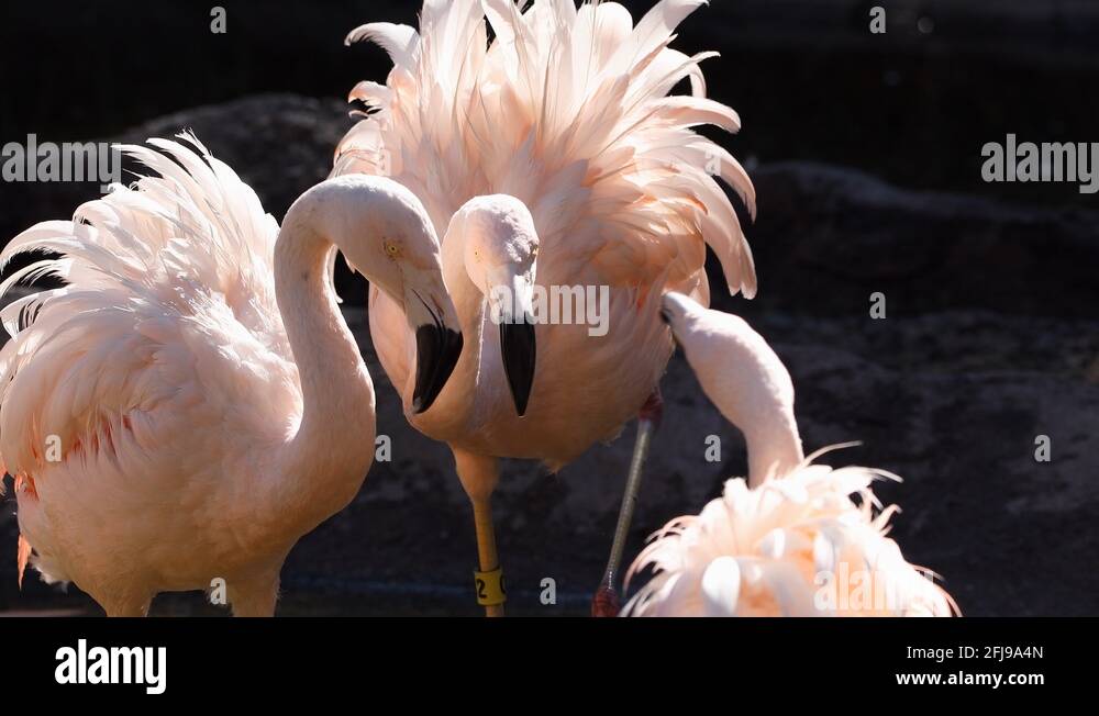 Fluffed feather Stock Videos & Footage - HD and 4K Video Clips - Alamy