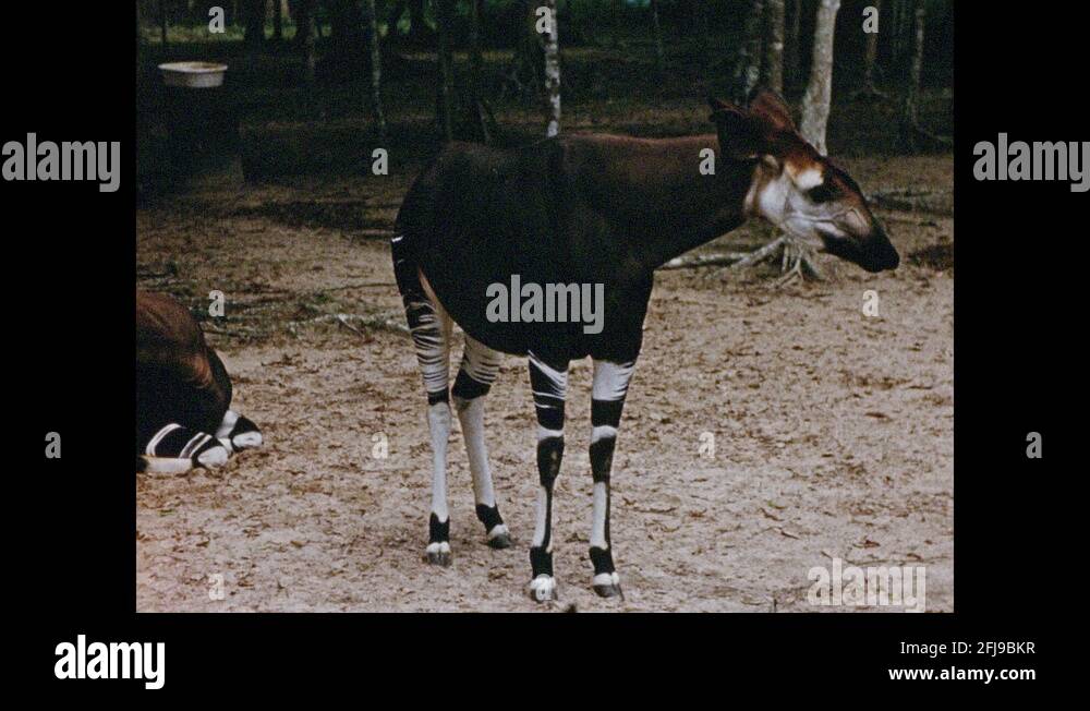 Men pair Stock Videos & Footage - HD and 4K Video Clips - Alamy