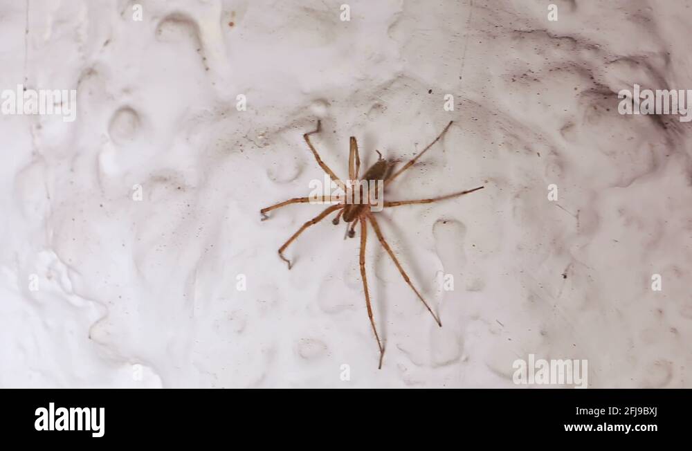 Giant house spider spiders Stock Videos & Footage - HD and 4K Video ...