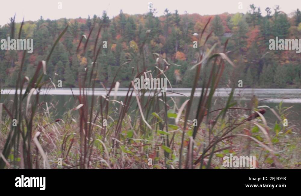 Close up side view walking to the left before cat tails and a lake and ...