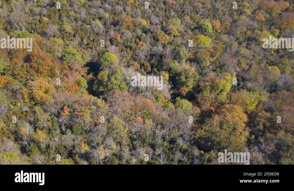 Irati forest Stock Videos & Footage - HD and 4K Video Clips - Alamy