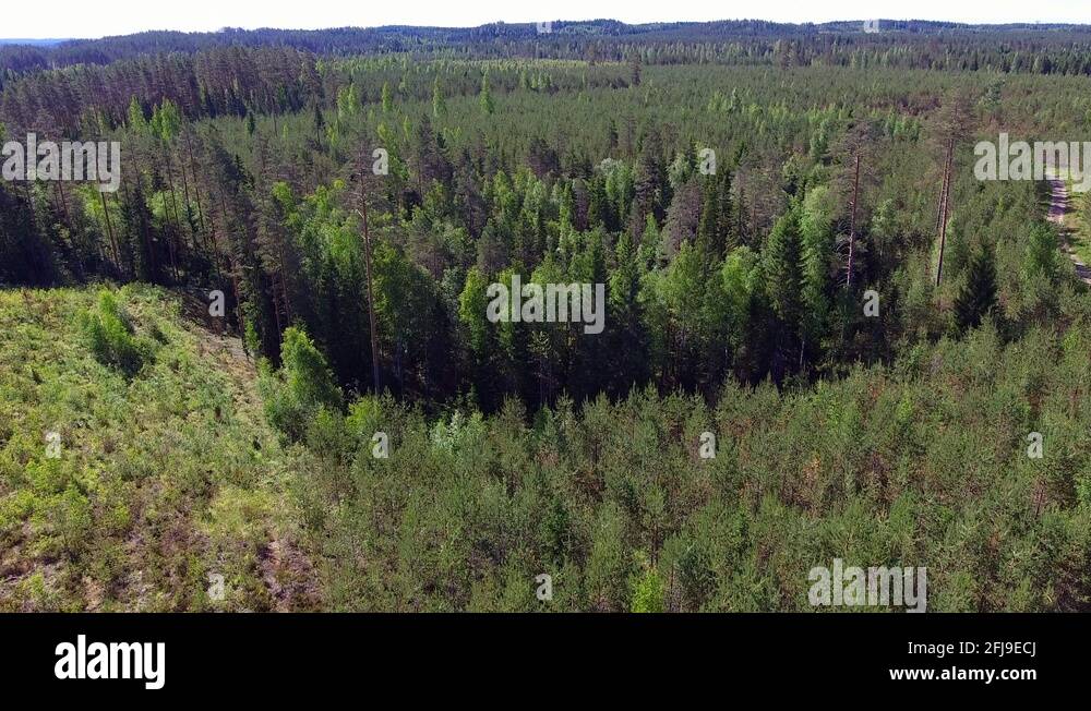 Finnish birch Stock Videos & Footage - HD and 4K Video Clips - Alamy