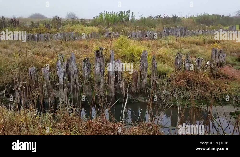 Eerie swamp Stock Videos & Footage - HD and 4K Video Clips - Alamy