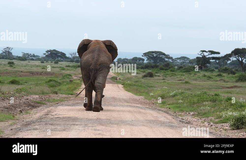 Elephant bull road Stock Videos & Footage - HD and 4K Video Clips - Alamy