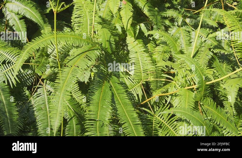 Tropical ferns Stock Videos & Footage - HD and 4K Video Clips - Alamy