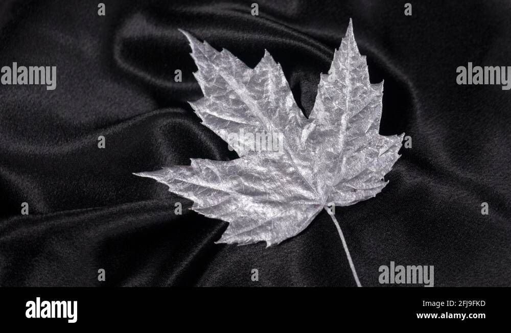 Silver maple trees Stock Videos & Footage - HD and 4K Video Clips - Alamy