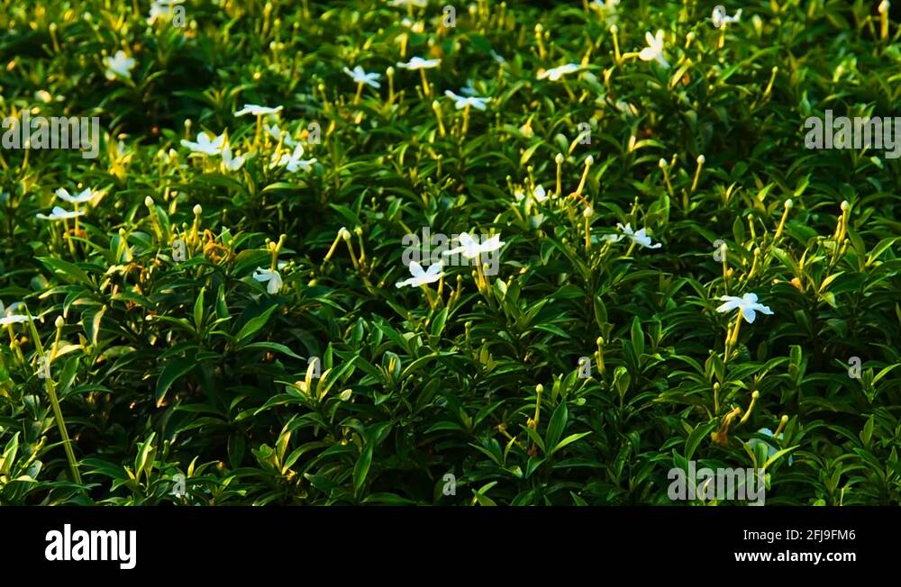 Little white flowers Stock Videos & Footage - HD and 4K Video Clips - Alamy