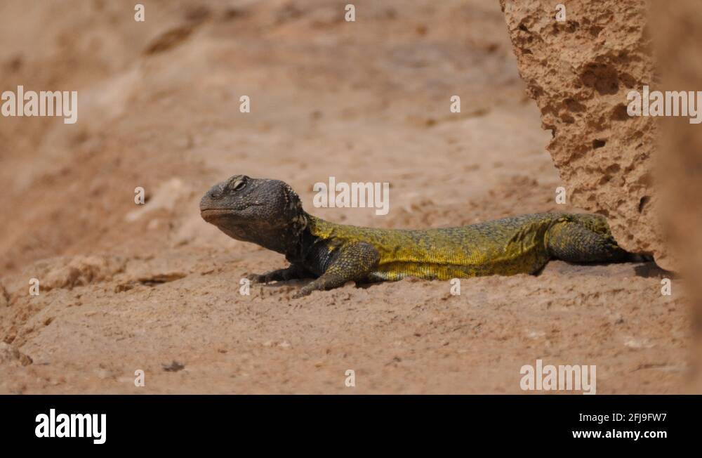 Moroccan spiny tailed lizard Stock Videos & Footage - HD and 4K Video ...