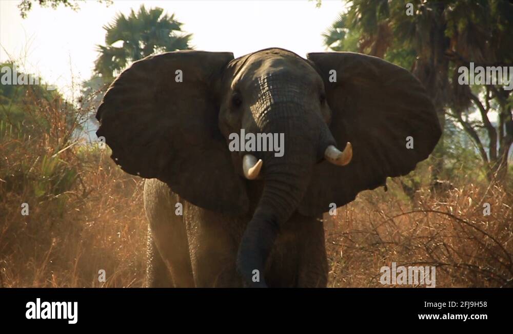 Aggressive elephant Stock Videos & Footage - HD and 4K Video Clips - Alamy