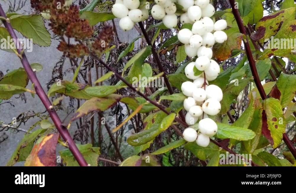 Winter white berries Stock Videos & Footage - HD and 4K Video Clips - Alamy