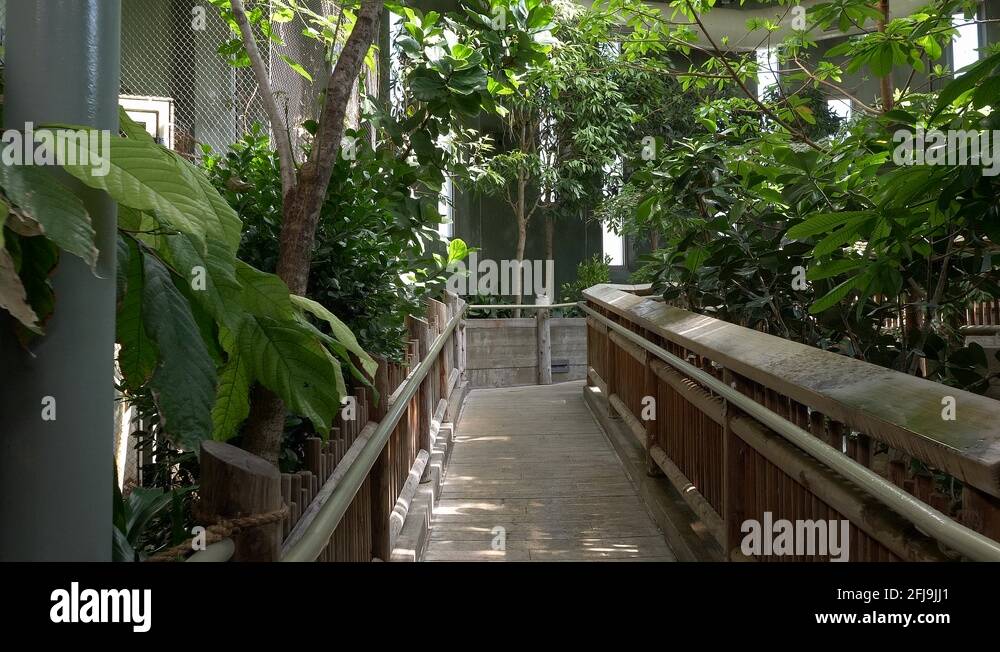 Captive aviary Stock Videos & Footage - HD and 4K Video Clips - Alamy