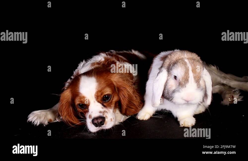 Sibling rivalry Stock Videos & Footage - HD and 4K Video Clips - Alamy