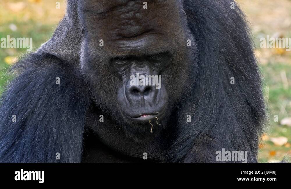 Silverback gorilla teeth Stock Videos & Footage - HD and 4K Video Clips ...