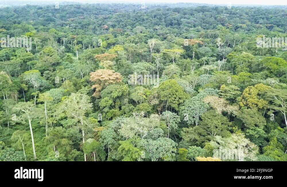 Africa rain forest Stock Videos & Footage - HD and 4K Video Clips - Alamy
