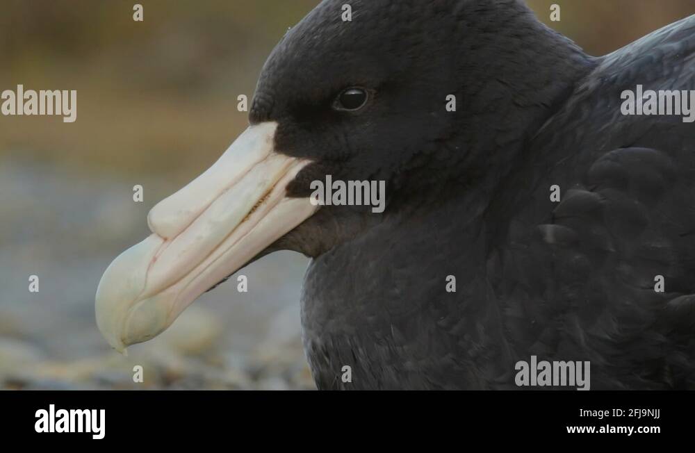 Petrel bird Stock Videos & Footage - HD and 4K Video Clips - Alamy