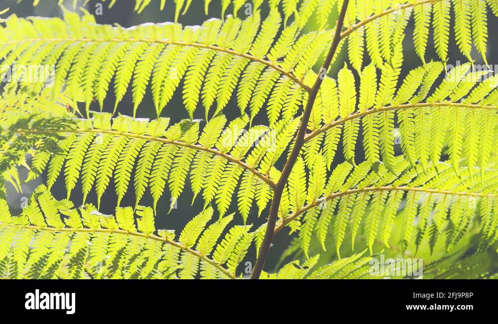 Giant tree fern in rainforest Stock Videos & Footage - HD and 4K Video ...