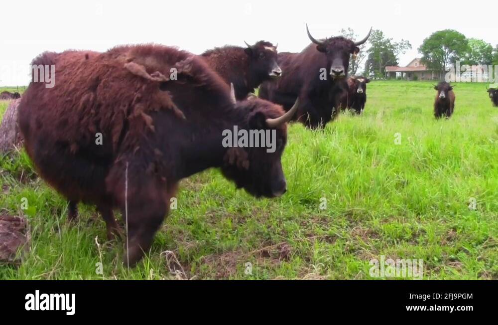 American bison buffalo in profile Stock Videos & Footage - HD and 4K ...
