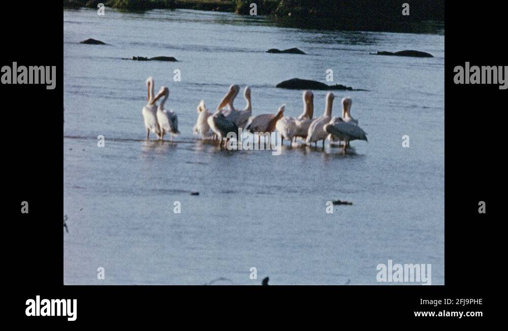 Preen animal Stock Videos & Footage - HD and 4K Video Clips - Alamy