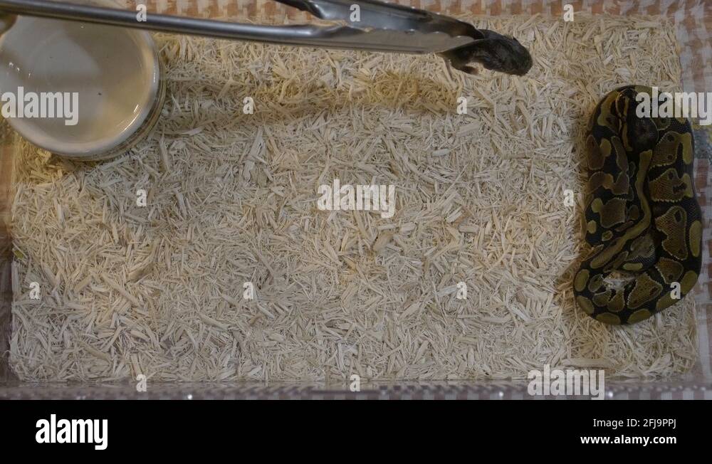 Snakes eating Stock Videos & Footage - HD and 4K Video Clips - Alamy