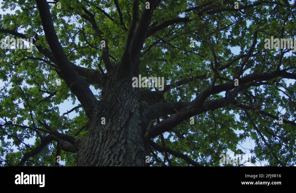 Specimen oak tree Stock Videos & Footage - HD and 4K Video Clips - Alamy