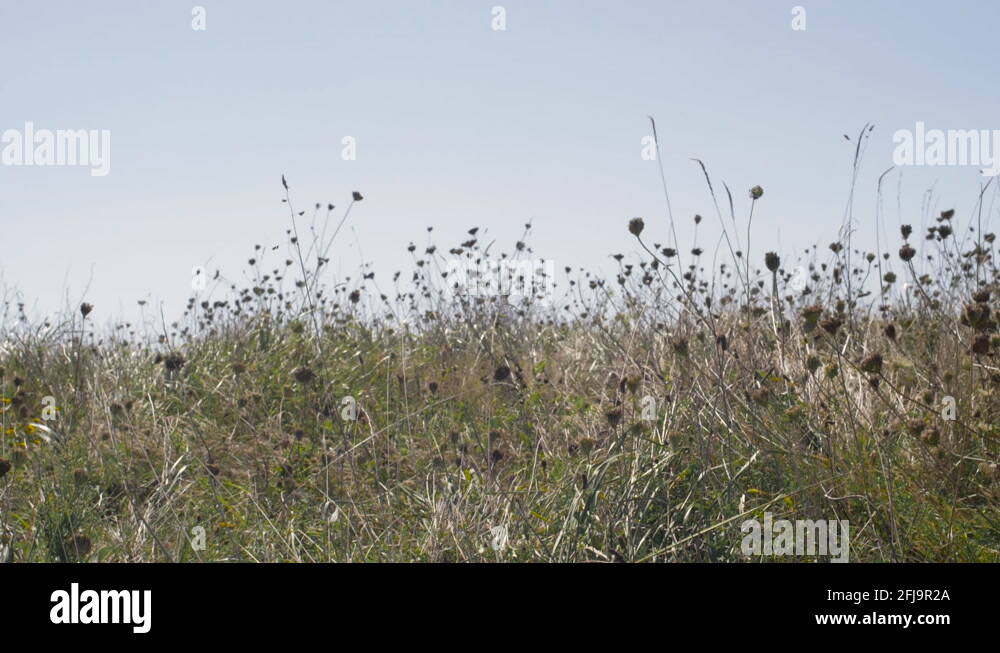 Horizontal plant plants Stock Videos & Footage - HD and 4K Video Clips ...