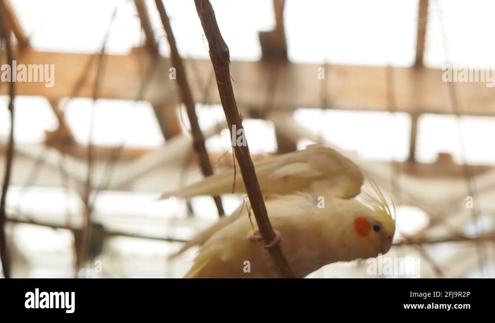 Environment beautification Stock Videos & Footage - HD and 4K Video ...