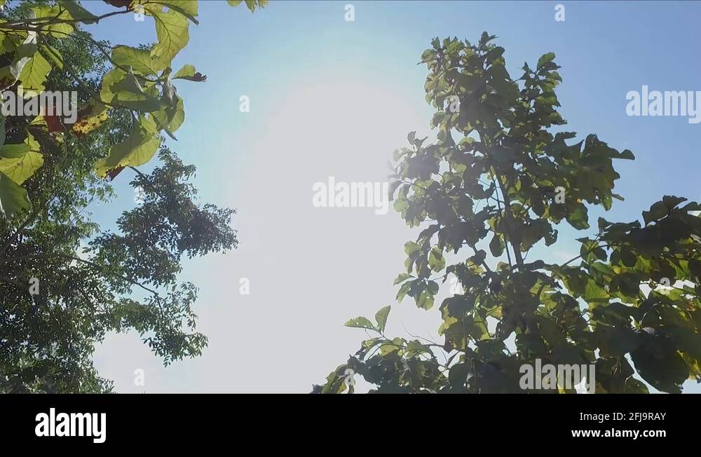 Trunk of teak tree Stock Videos & Footage - HD and 4K Video Clips - Alamy