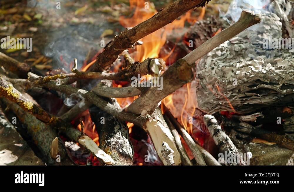 Forget me not flower branches Stock Videos & Footage - HD and 4K Video ...