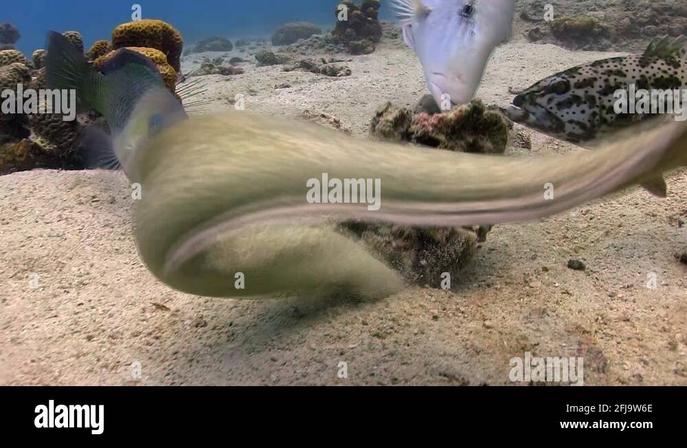 Red eyed fish Stock Videos & Footage - HD and 4K Video Clips - Alamy