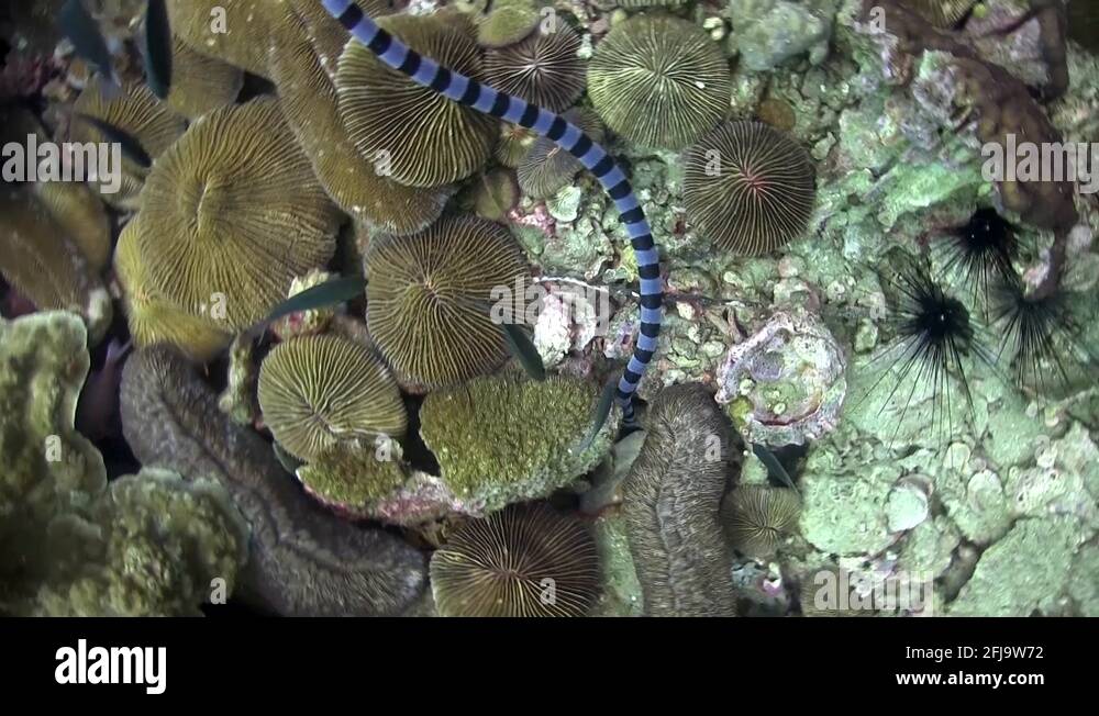 Pacific sea snake Stock Videos & Footage - HD and 4K Video Clips - Alamy