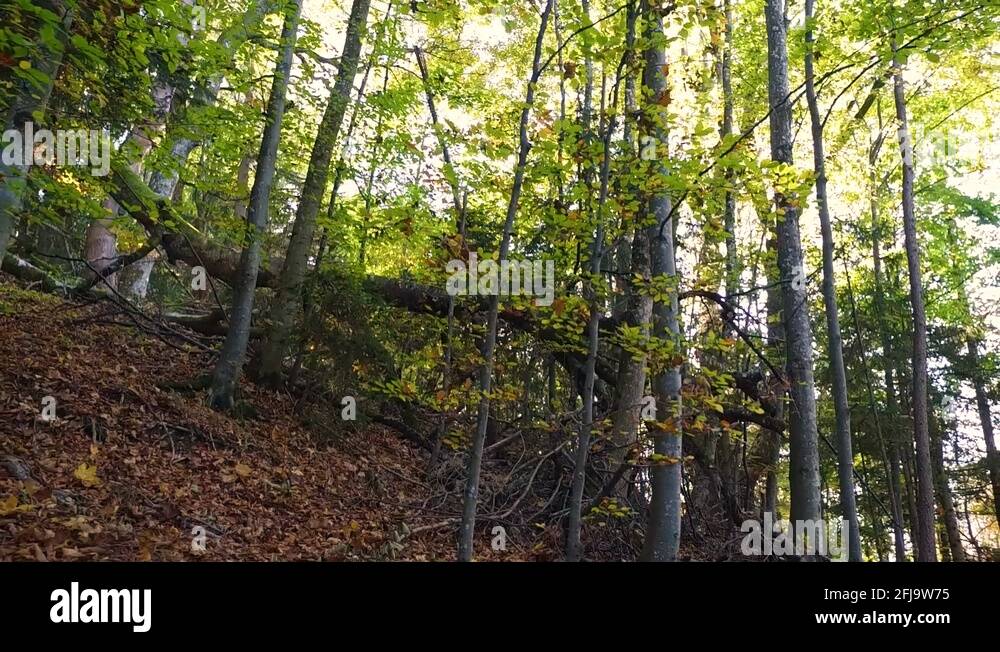 Hitler berghof ruins Stock Videos & Footage - HD and 4K Video Clips - Alamy