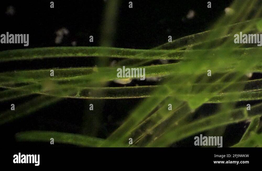 Protists algae Stock Videos & Footage - HD and 4K Video Clips - Alamy