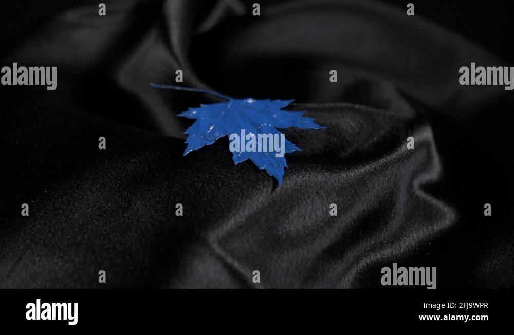 luxury blue Canadian maple leaf rotating on black 4k closeup Stock ...