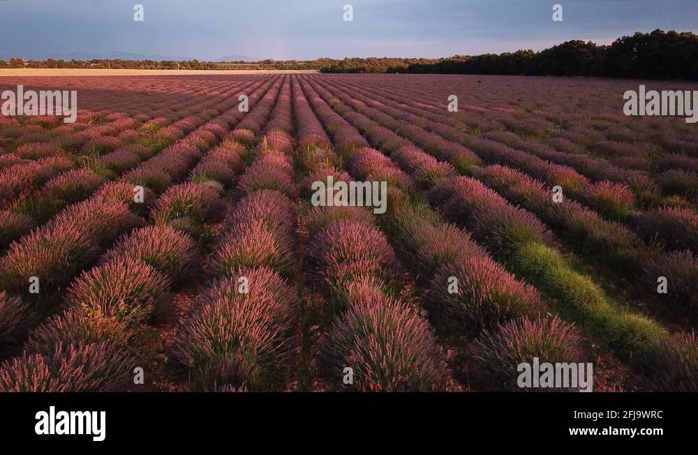 Provence agriculture Stock Videos & Footage - HD and 4K Video Clips - Alamy