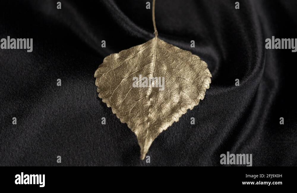 Bronze leaf Stock Videos & Footage - HD and 4K Video Clips - Alamy