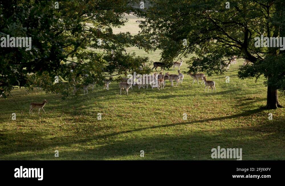 Rutting males Stock Videos & Footage - HD and 4K Video Clips - Alamy